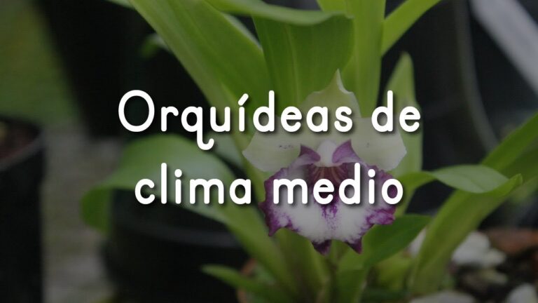 Disfruta del Clima Fresco en la Naturaleza | Actualizado diciembre 2025